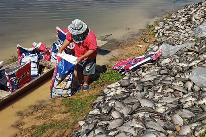 Bangkok Post - Cold spell kills tonnes of fish