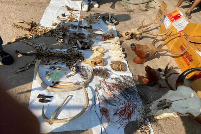 Bangkok Post - Online wildlife trader arrested