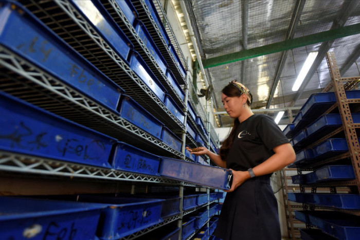 Bangkok Post - Singapore's first insect farm is turning larvae into ...