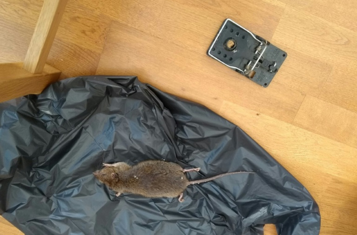 Bangkok Post - Boomtown rats: London grapples with lockdown rodent problem