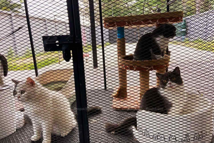 Bangkok Post - Six rare cats for auction April 23