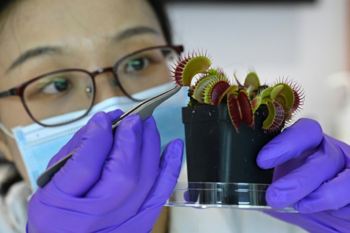 Bangkok Post - Rise of the 'robo-plants', as scientists fuse nature ...