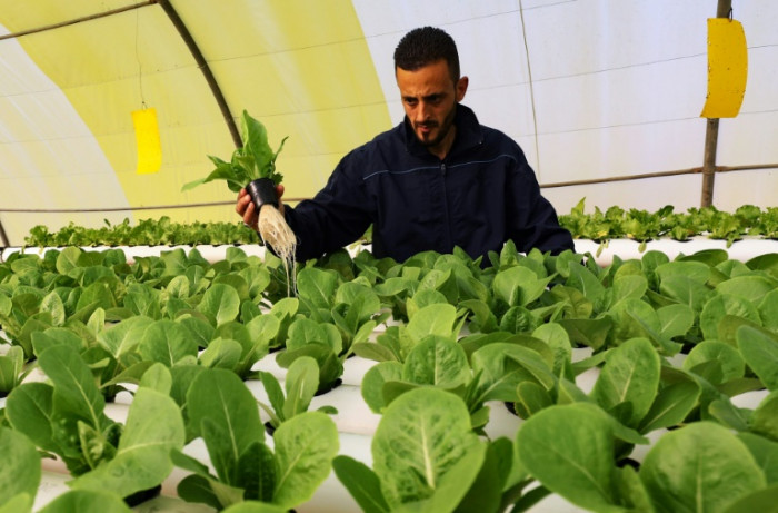 Bangkok Post - 'Green Paradise' brings hydroponics to Libya