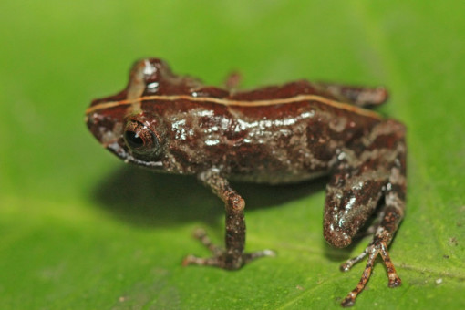 Bangkok Post - New Peruvian frog leaps into amphibian species ledger