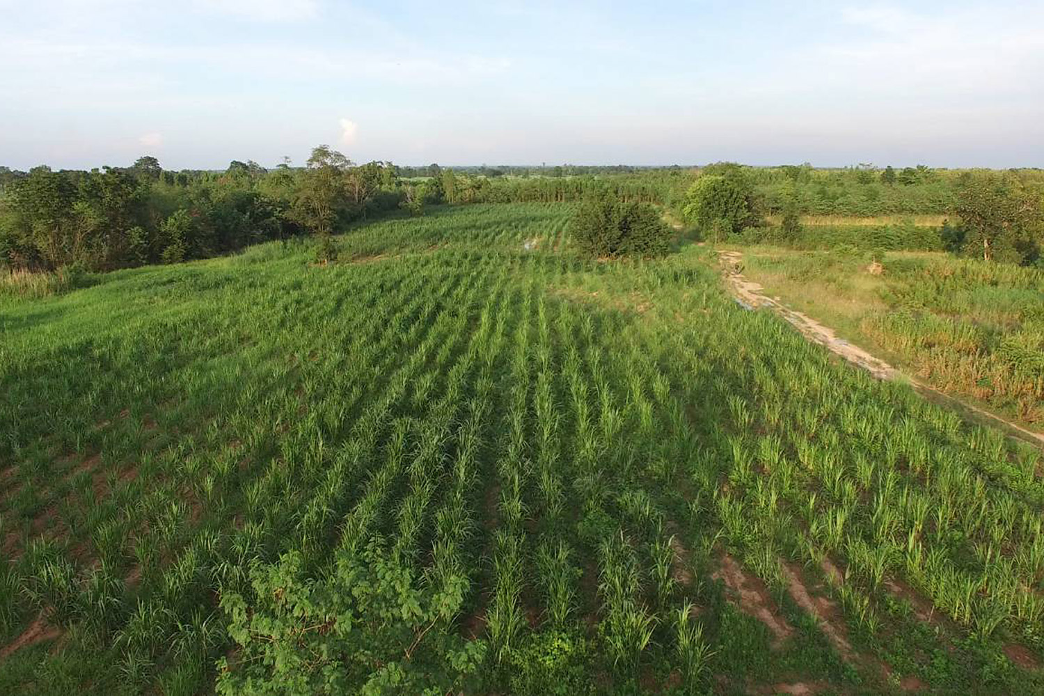 Bangkok Post - TPCH eyeing Energy For All participation