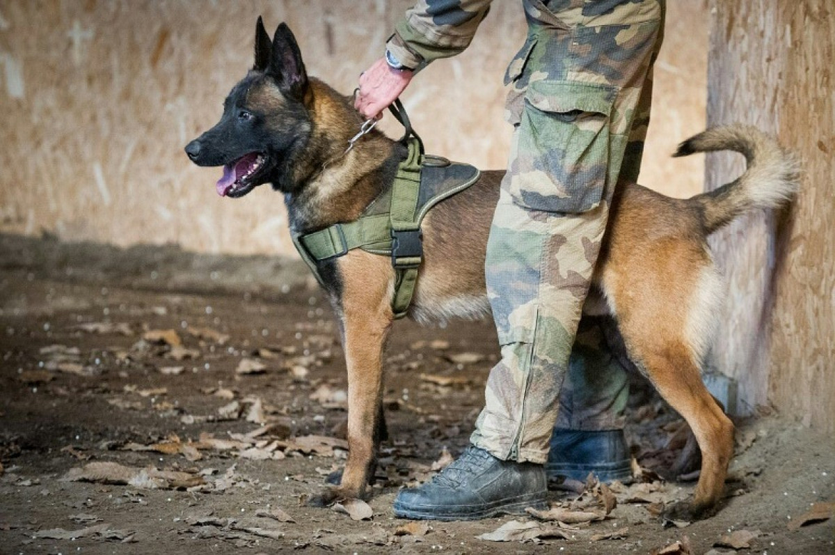 Bangkok Post - French special forces dog awarded top UK gallantry medal