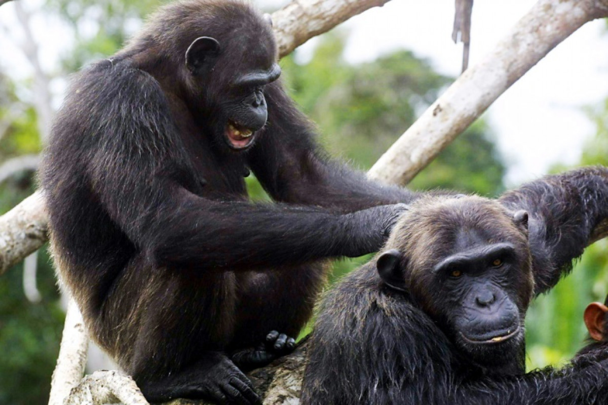 Bangkok Post - Chimps learn 'handshakes' according to social group: study