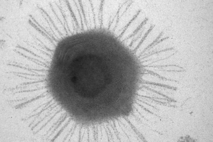 Bangkok Post - China scientists discover giant viruses in the deepest ...