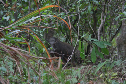 Wild boar bites picture-taking Hong Kong hiker
