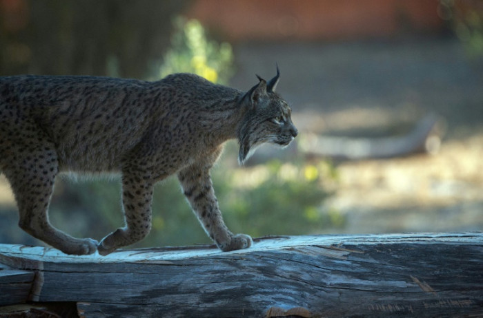 Bangkok Post - Iberian lynx claws back from brink of extinction