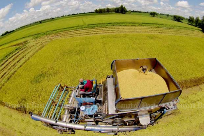 Bangkok Post - Philippines approves commercial use of genetically ...