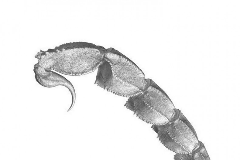 Bangkok Post - How scorpion tails do the bend and twist