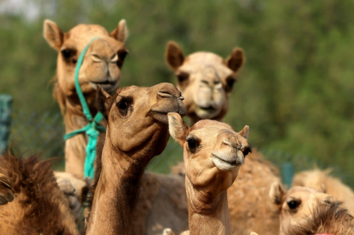 Bangkok Post - Clone your camel: beauty pageants, races spur high demand