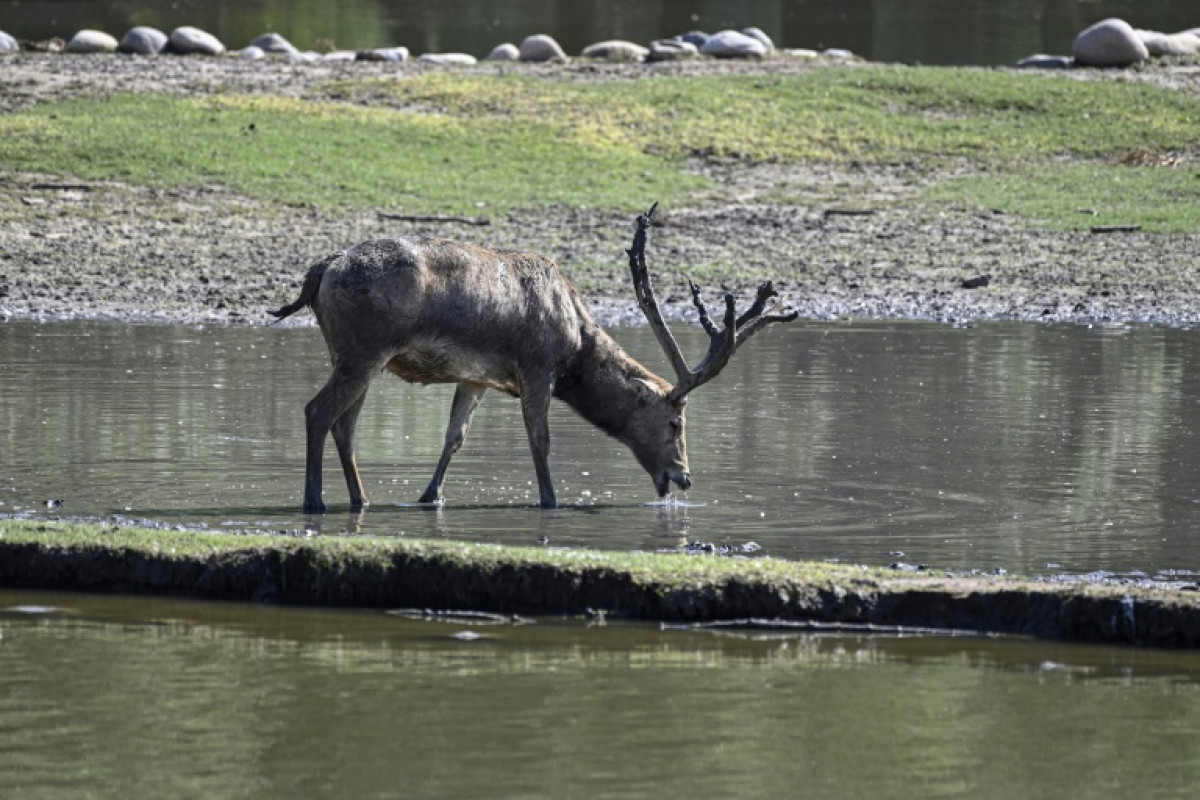 Bangkok Post - Asian deer's comeback marks rare China conservation success