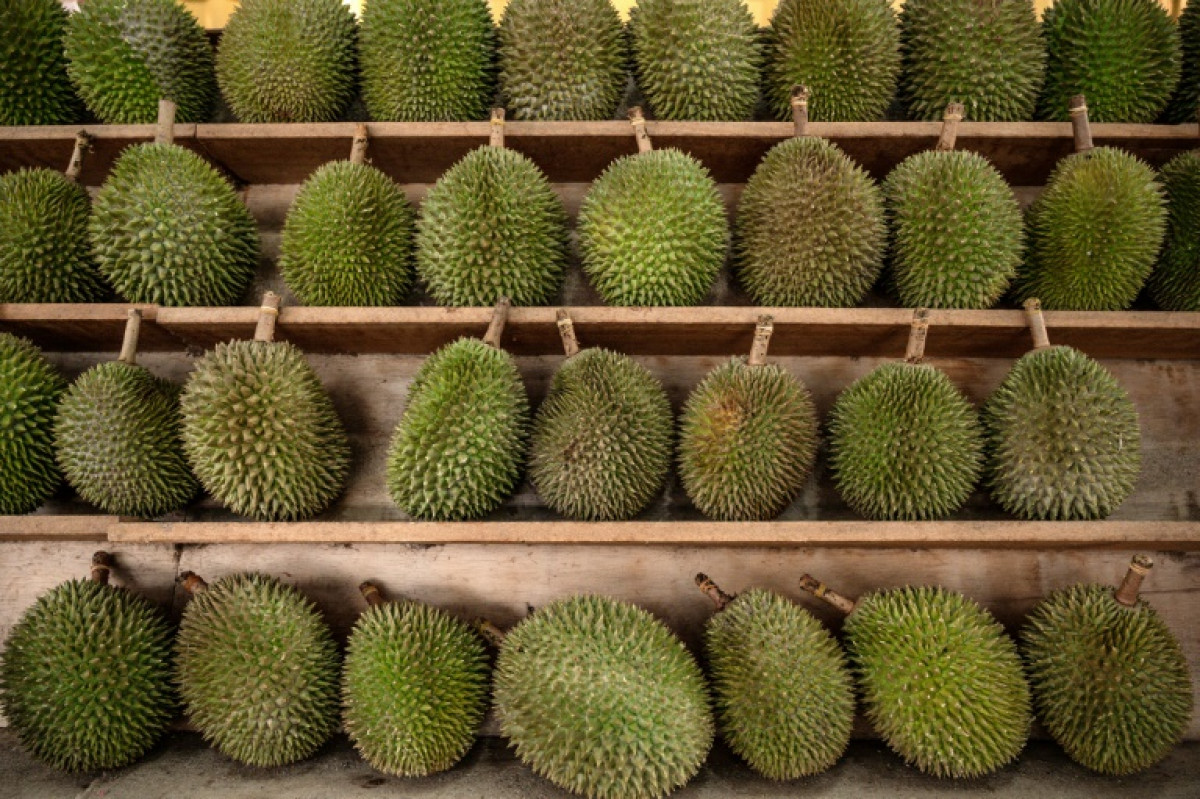 Bangkok Post - Durian sparks Canberra 'gas leak' emergency