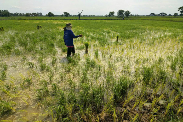 Bangkok Post - Rice set to climb as fertiliser rally drives up farm costs
