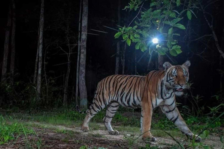 Bangkok Post - Bengal tiger Vijit not yet found after leaving forests