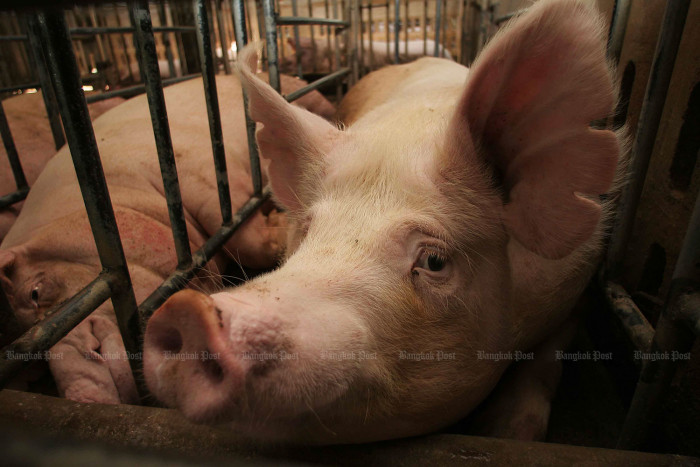 Bangkok Post - Pig exports chopped as prices keep soaring