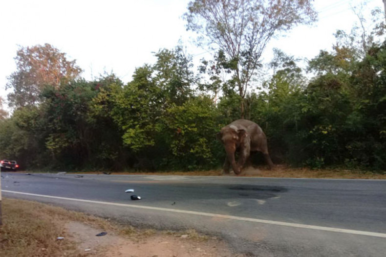Bangkok Post - Elephant hit, hurt by pickup