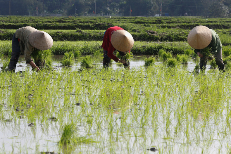 Bangkok Post - Scientists flag rice shortage concerns