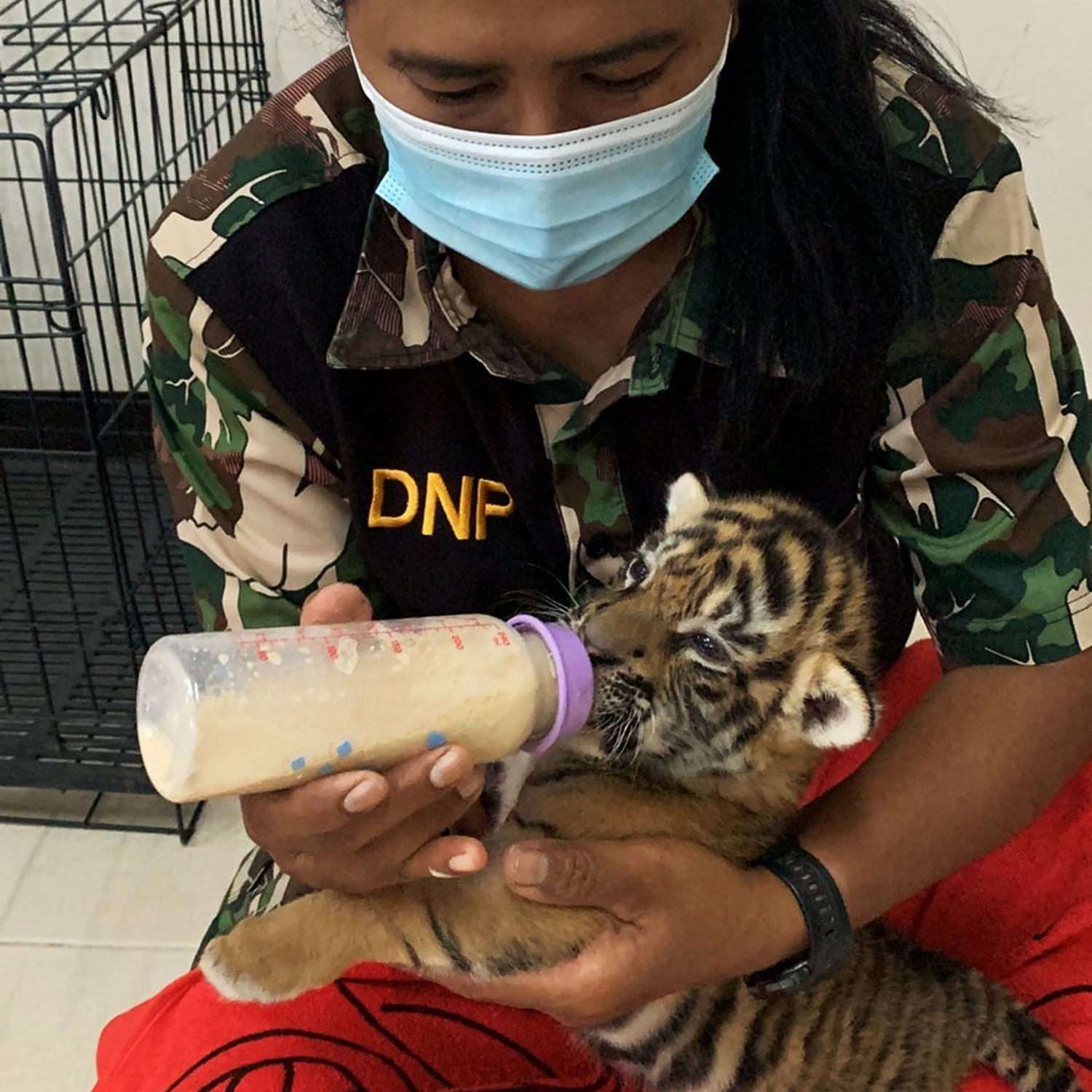 Bangkok Post - Rescued tiger cub 'recovering well'