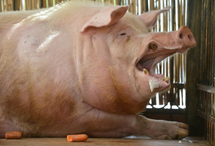 Bangkok Post - Researchers decode pigs' well-being through oinks and grunts