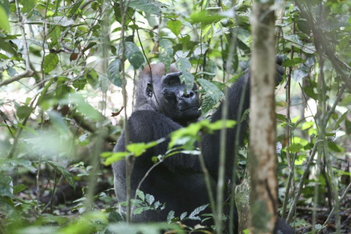 Bangkok Post - Gabon counts on visitors to help preserve great apes