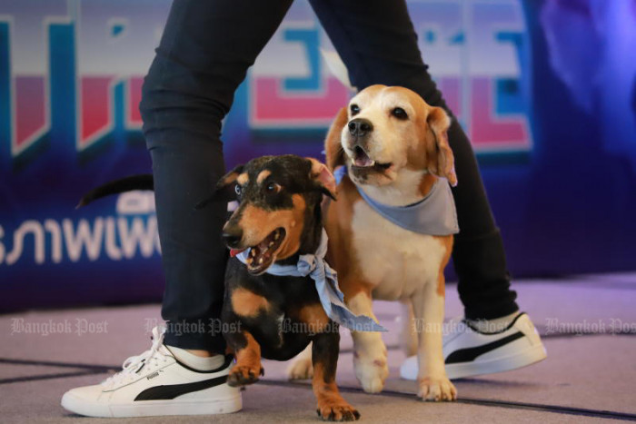 Bangkok Post - Breed accounts for less than 10% of a dog's behaviour