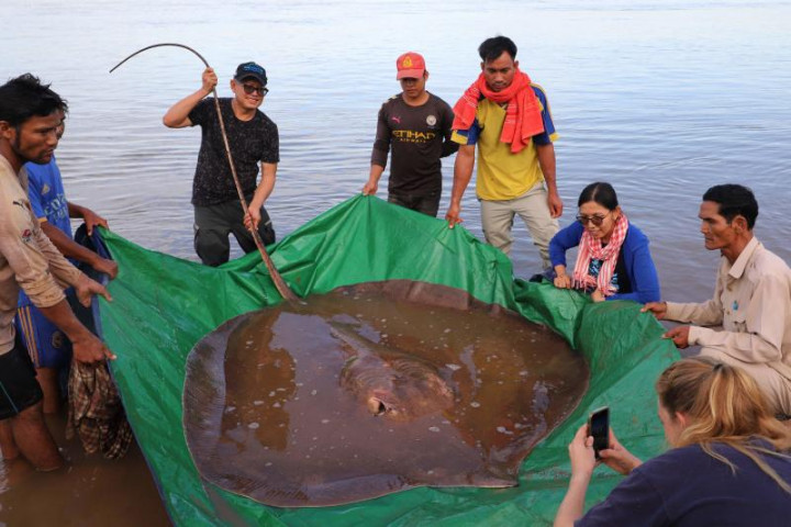 Bangkok Post - Cambodian fishermen hook giant endangered stingray in Mekong
