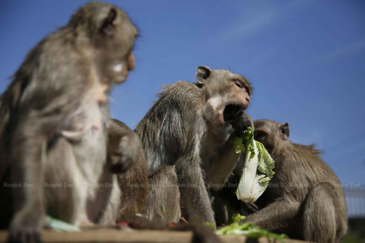 Bangkok Post - No pox yet, even in monkeys