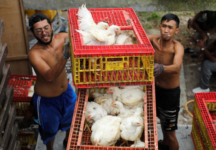 Bangkok Post - After squawks of protest, Malaysia eases chicken export ban