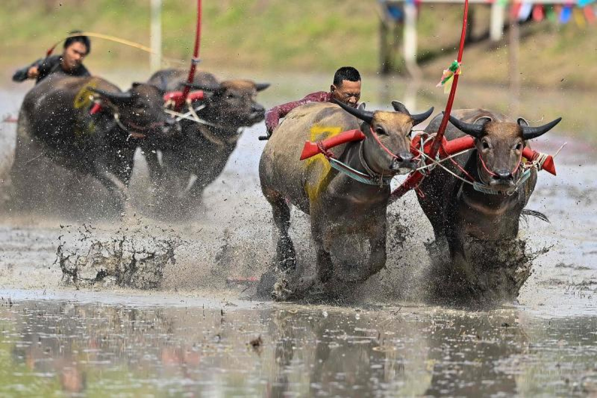 Bangkok Post - Mud, sweat and cheers: Traditional water buffalo race ...