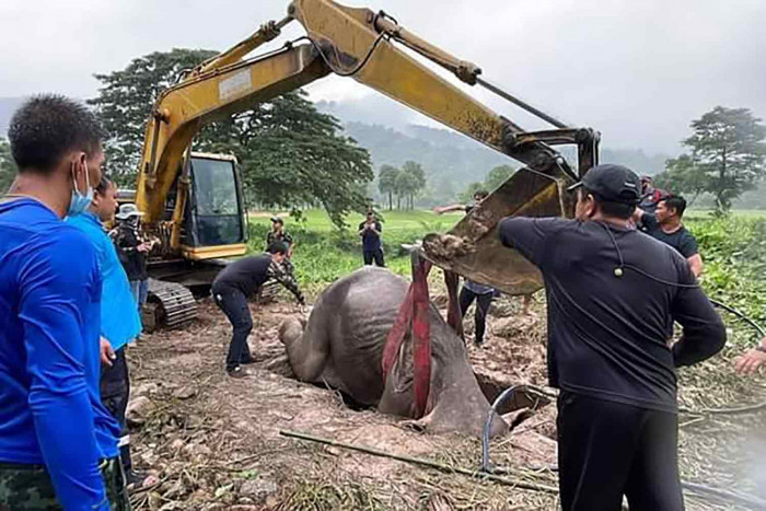 Bangkok Post - Trapped baby elephant freed from golf course drain