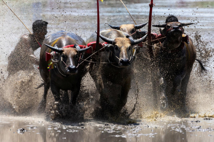 Bangkok Post - Traditional buffalo race in Chon Buri kicks off rice ...