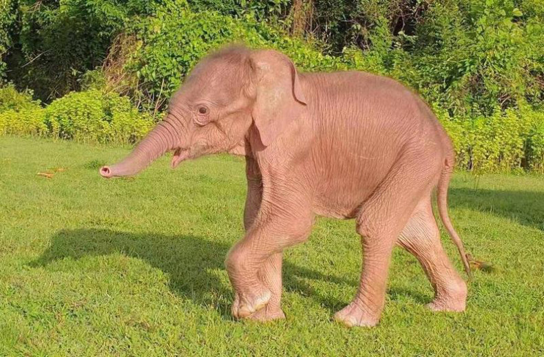 Bangkok Post - Rare white elephant born in Myanmar