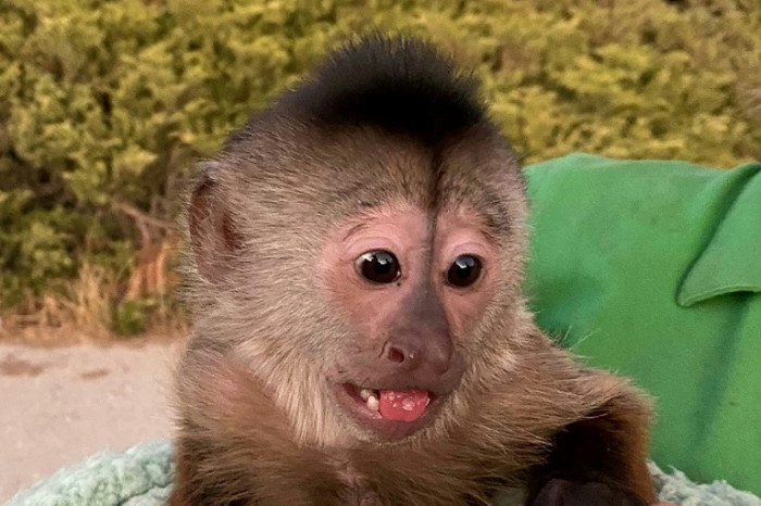 Bangkok Post - Primate suspect: US monkey dials 911