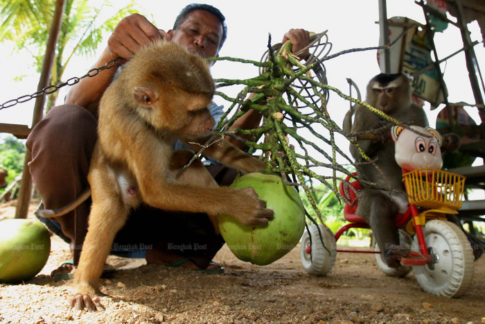 Bangkok Post - Fruit farms to get 'monkey free' proof