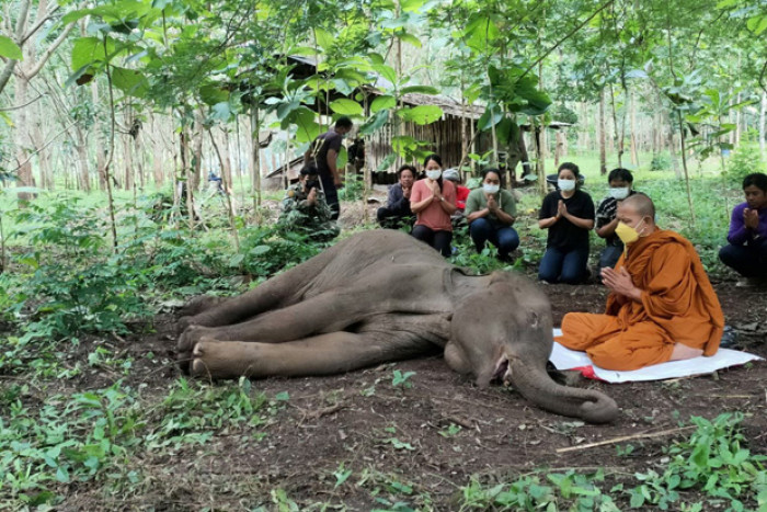 Bangkok Post - Wild elephant dies from infected wound after treatment