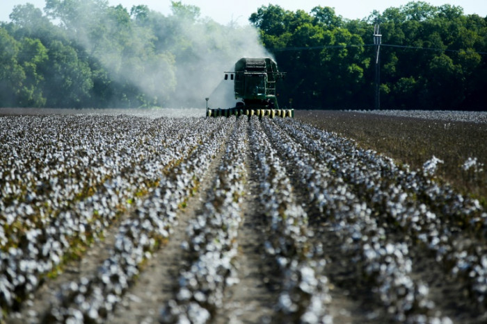 Bangkok Post - Drought decimates Texas' key cotton crop