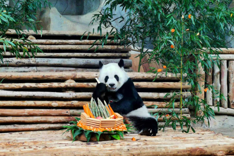 Bangkok Post - Giant panda Lin Hui turns 21 at Chiang Mai Zoo