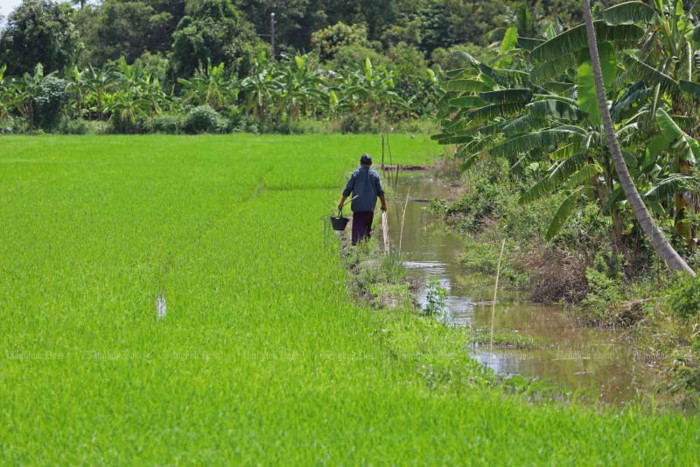Bangkok Post - New rice strain able to tolerate flooding