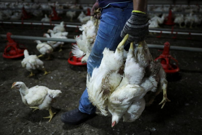 Bangkok Post - Malaysia eases restrictions on live chicken exports