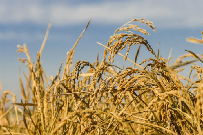 Bangkok Post - China urges farmers to consider new variety of perennial ...