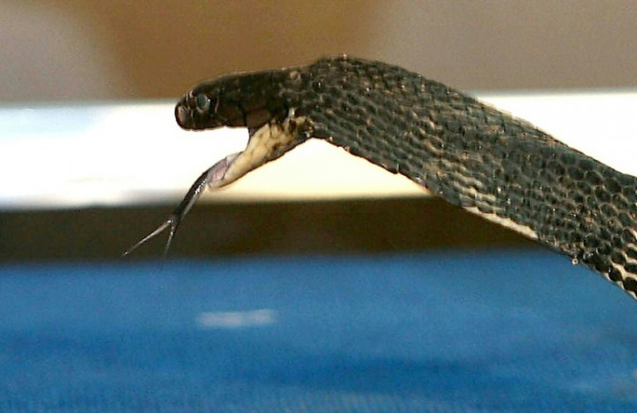 Bangkok Post - Snake escape shuts down Swedish zoo