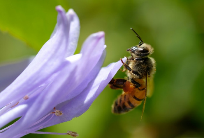 Bangkok Post - Bees shown to 'count' from left to right for first time