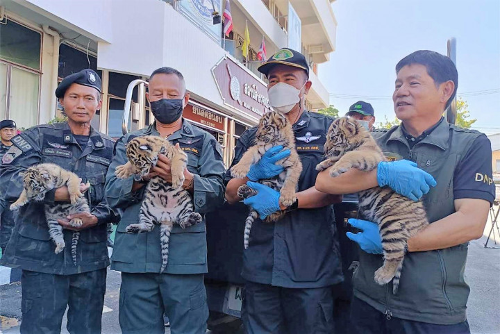 Bangkok Post - Trader arrested selling 4 tiger cubs