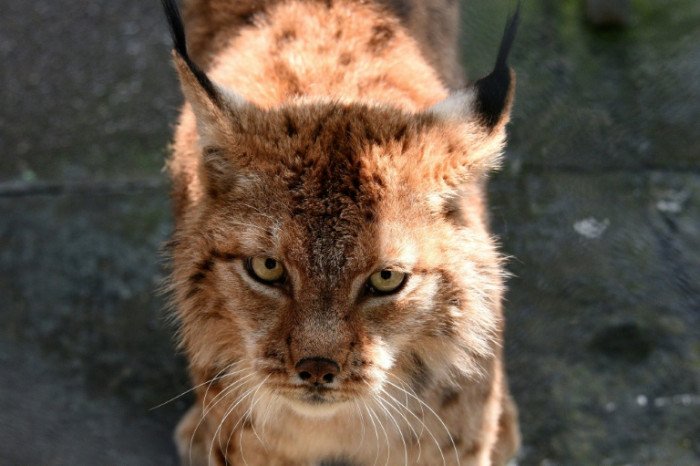 Bangkok Post - Battle to save ghostly Balkan lynx from extinction