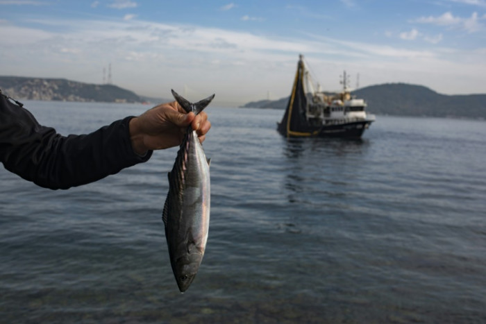 Bangkok Post - 'Where are the mackerel?' Alarm as Bosphorus fish stocks ...
