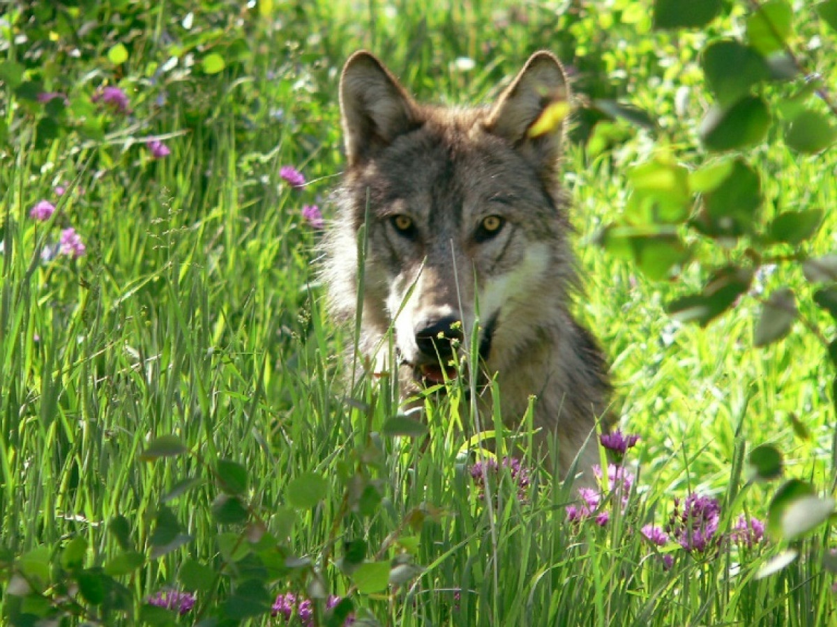 Bangkok Post - Wolves emboldened by parasite more likely to lead pack ...