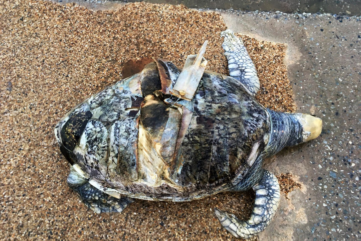 Bangkok Post - Dead turtle ate 2kg of rubbish